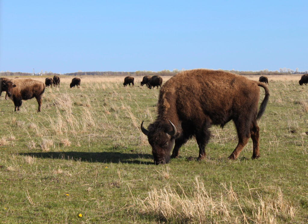 Bison photos from the Nature Conservancy - Newton County Indiana News